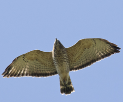 Local lives life of a professional hawk watcher | News, Sports, Jobs ...